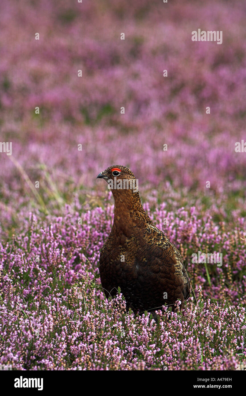 Grouse heather moorland hi-res stock photography and images - Alamy