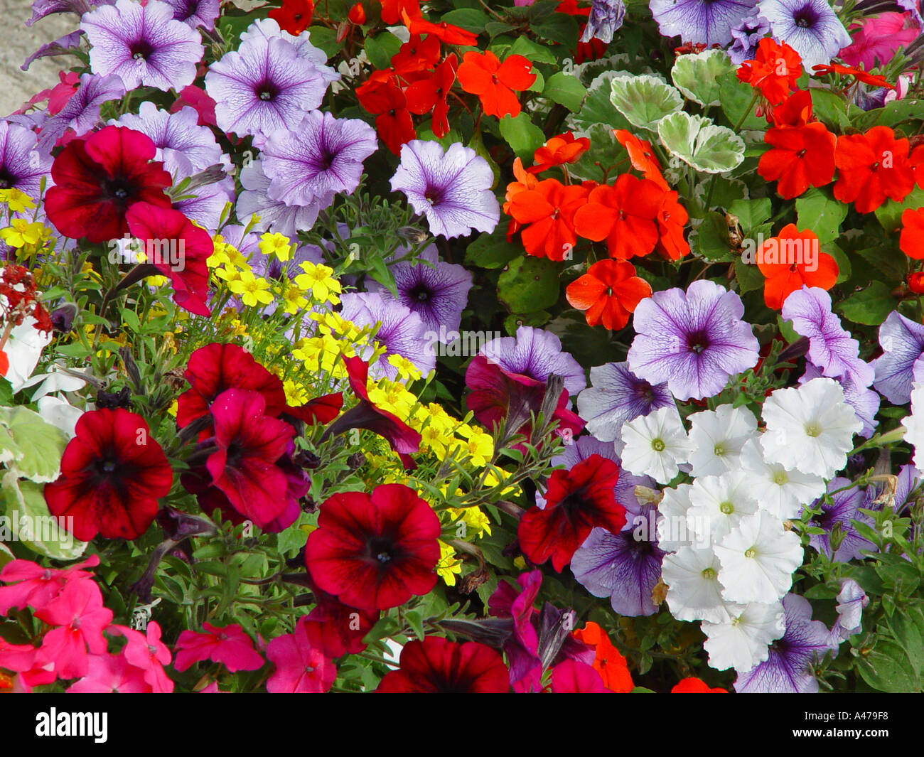 Planted Tubs Container containers gardening Stock Photo - Alamy
