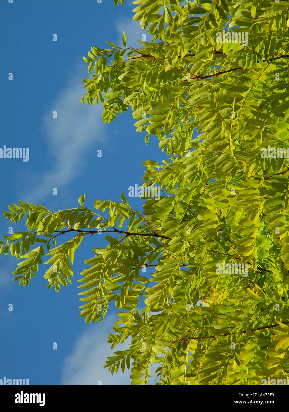 Golden robinia hi-res stock photography and images - Alamy