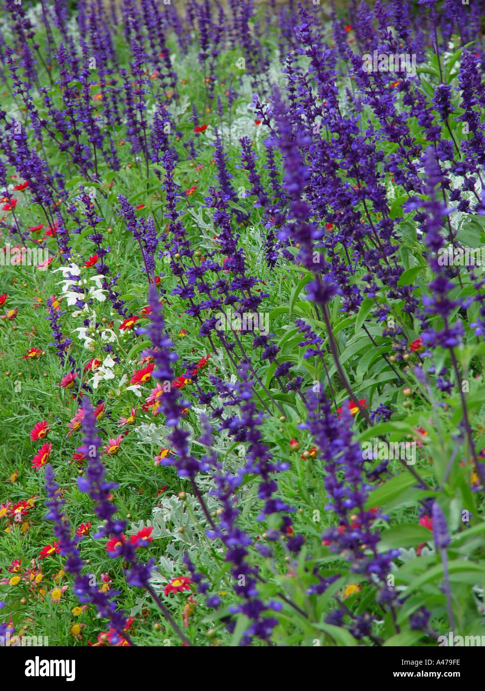 Salvia farinacea Blue bedding in garden herbaceous perennial border ...