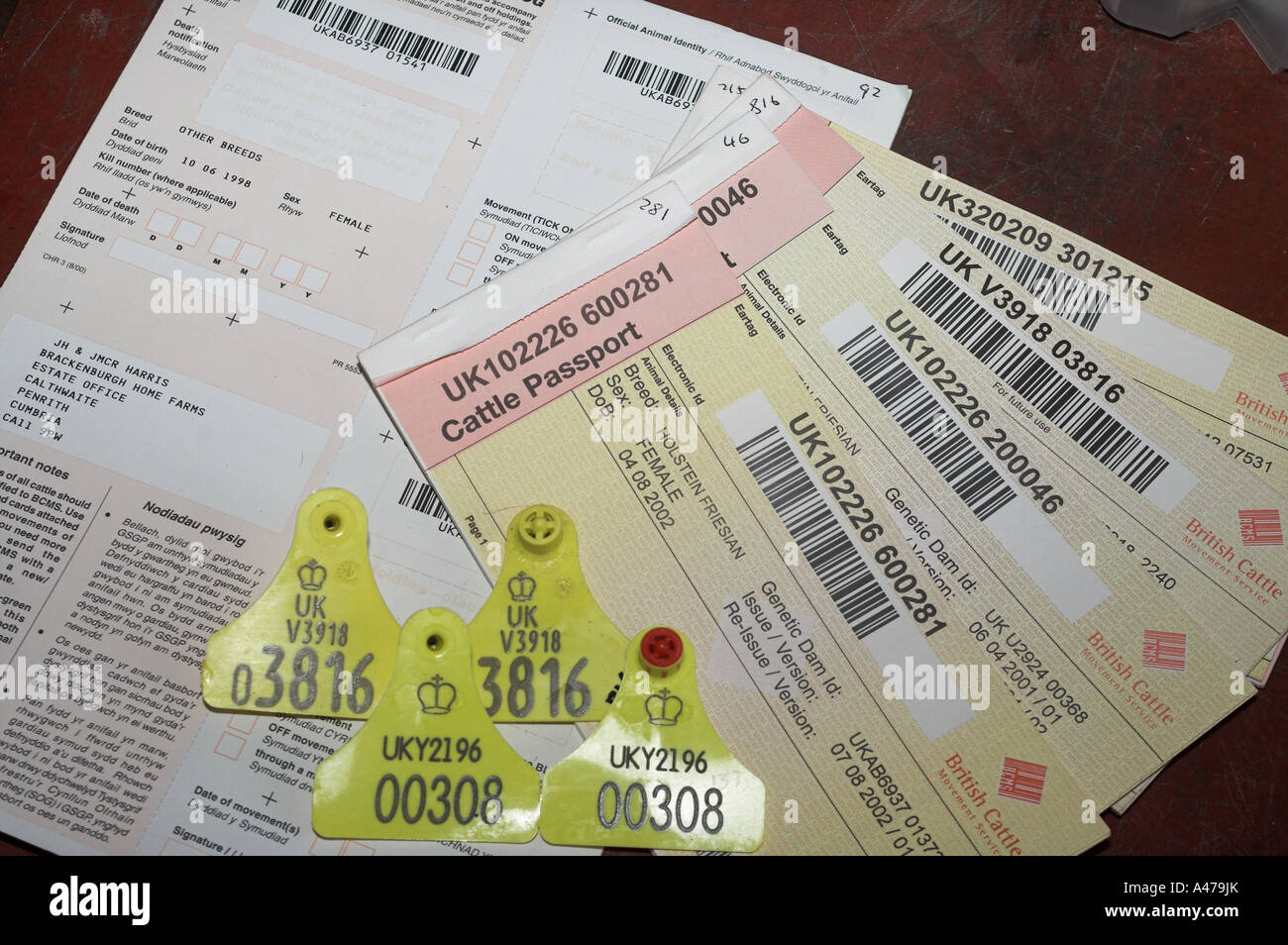 Cattle passport hi-res stock photography and images - Alamy