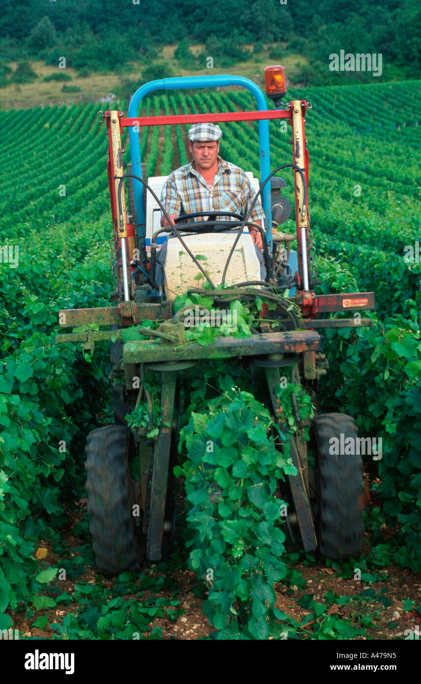 Vines are cut mechanically Stock Photo - Alamy