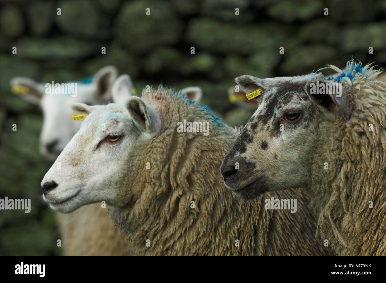 Fat wether lambs Stock Photo - Alamy