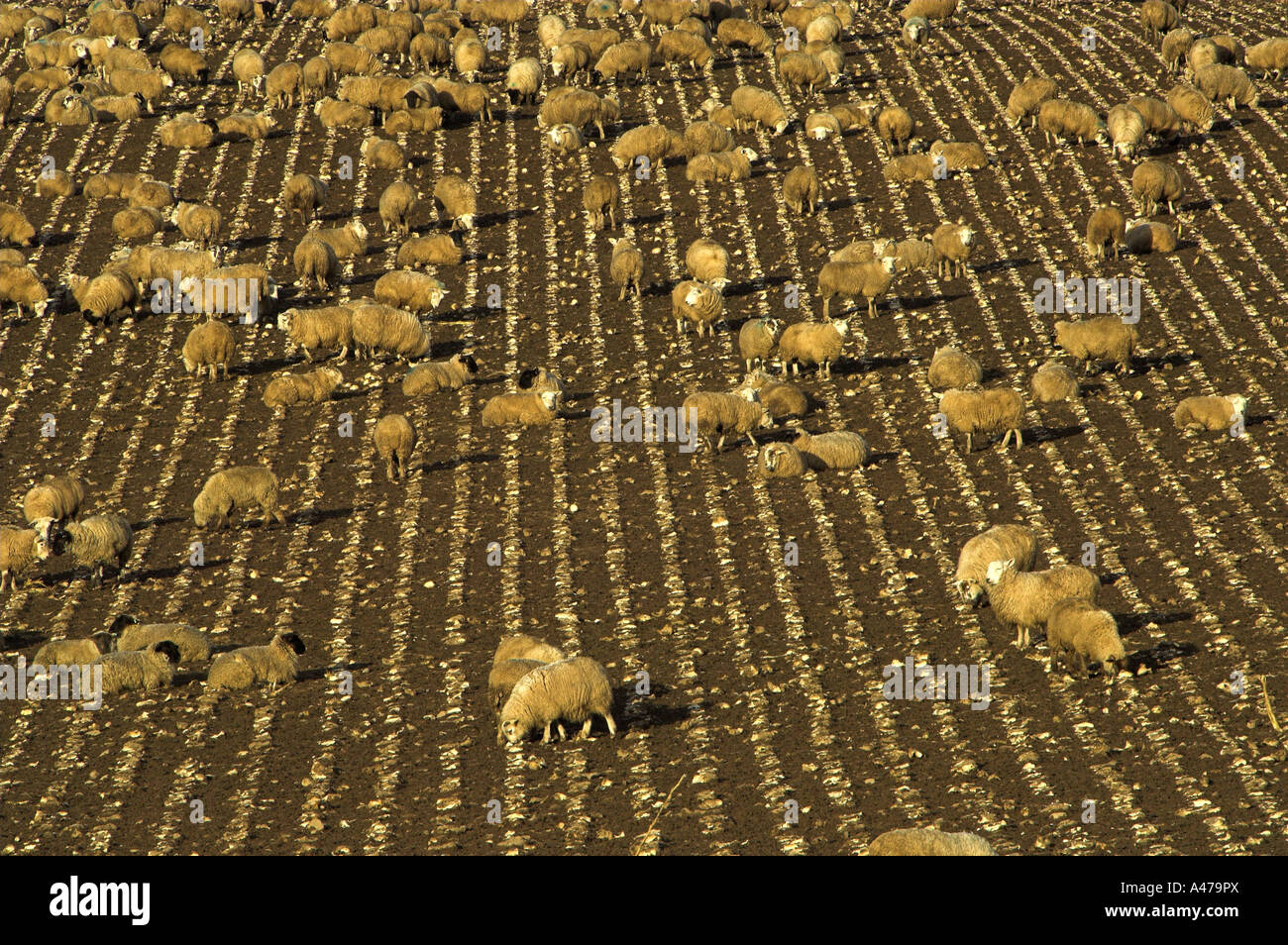 Root crops hi-res stock photography and images - Alamy