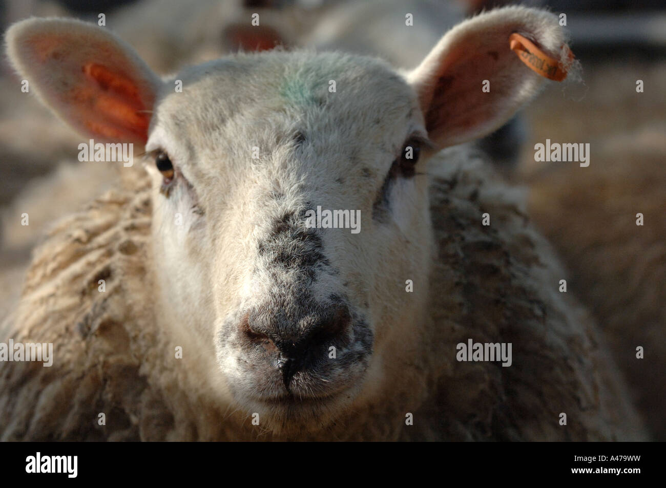 Texel crossbred fat lamb Stock Photo - Alamy