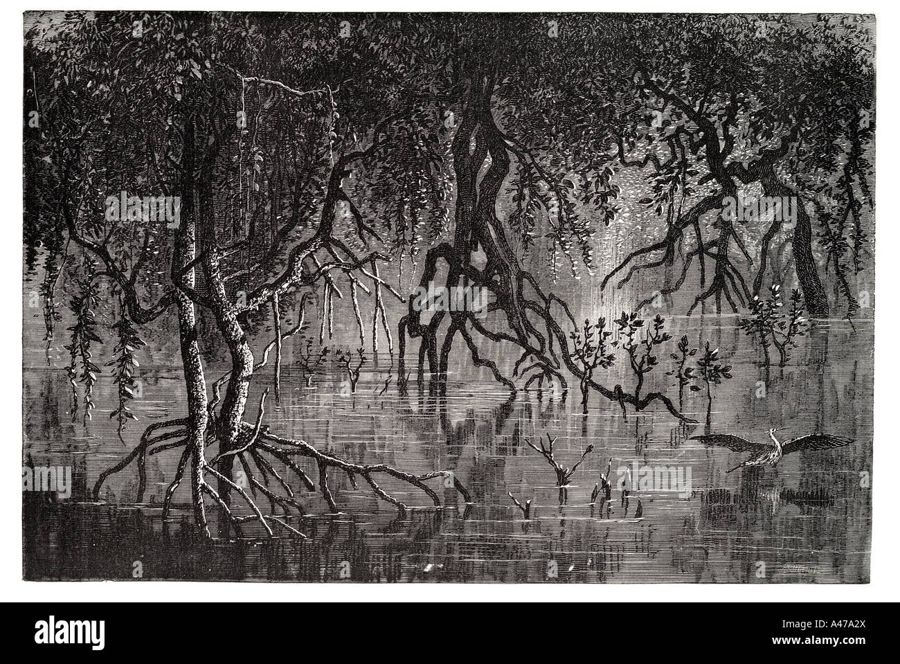 The jungle book cover hi-res stock photography and images - Alamy