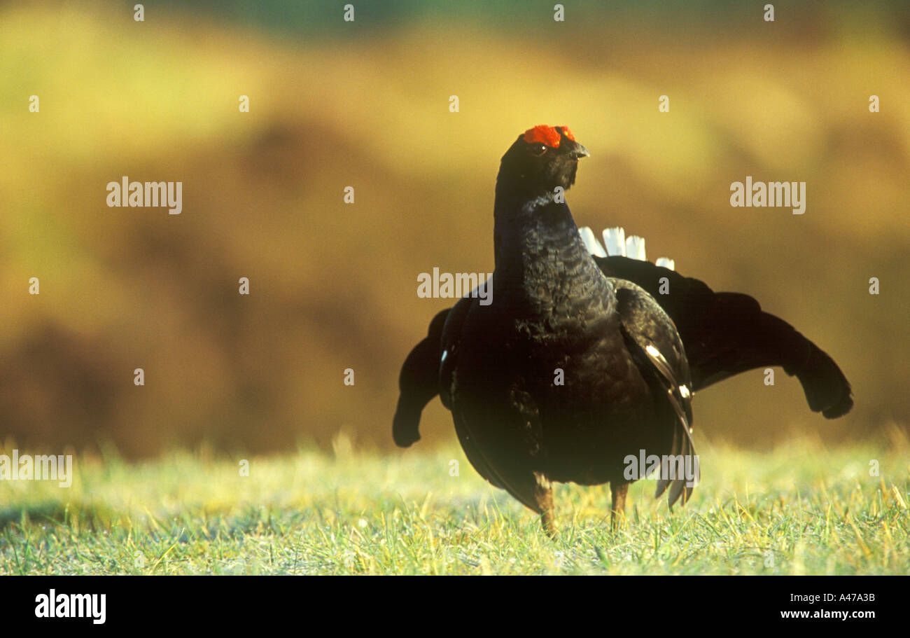 Black Grouse tetrao tetrix Male displaying Stock Photo - Alamy