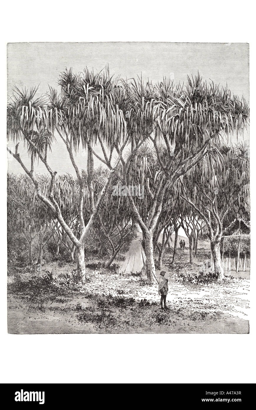 madagascar screw pine Pandanus utilis ringed trunk stilt aerial root ...