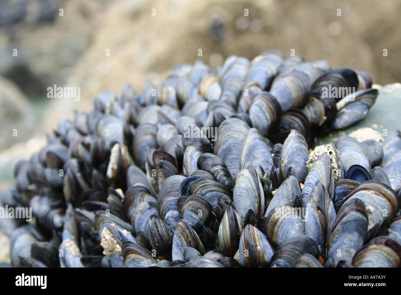 Colony of Mussels Stock Photo - Alamy
