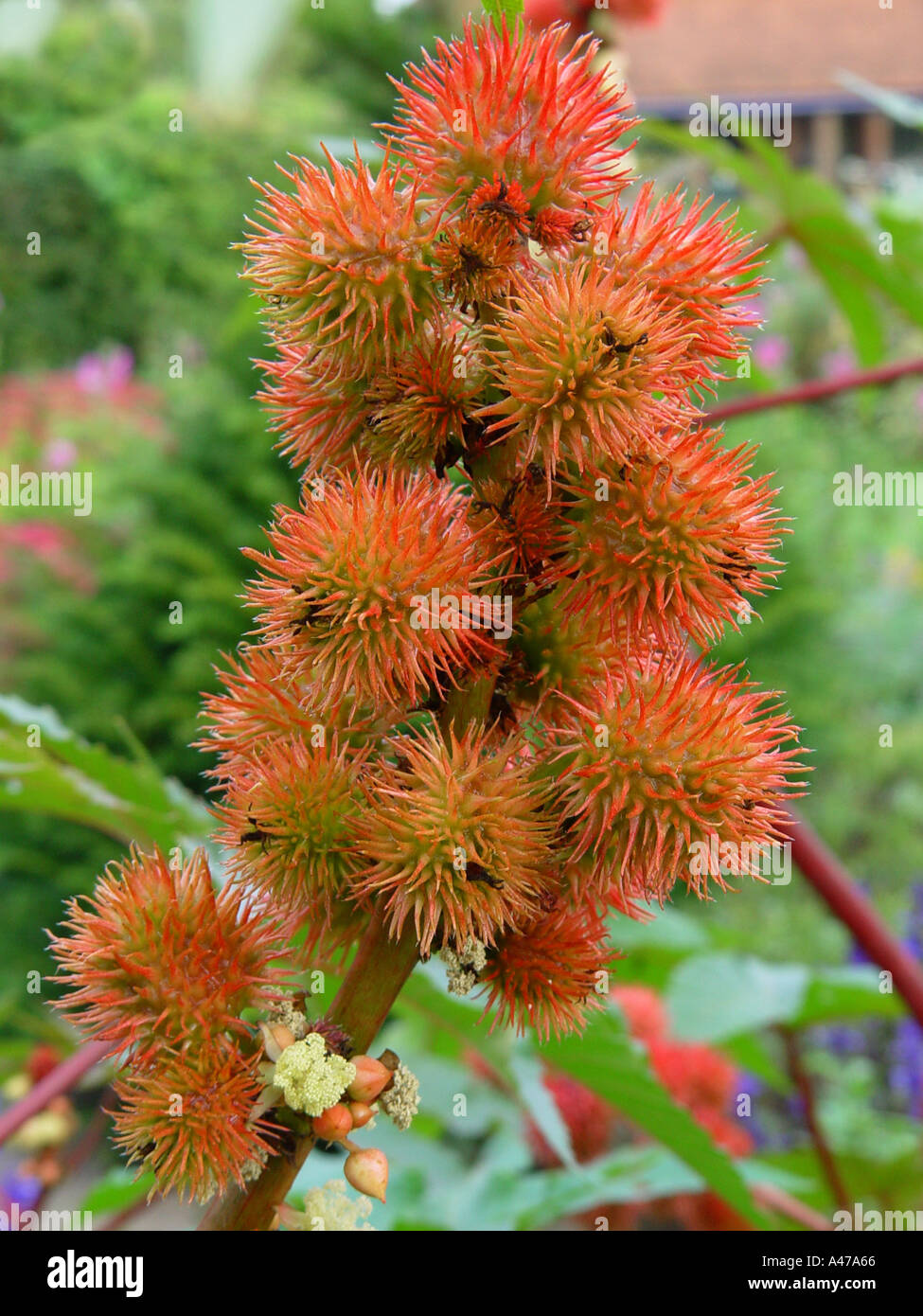 Ricinus communis Castor Oil Plant Stock Photo - Alamy