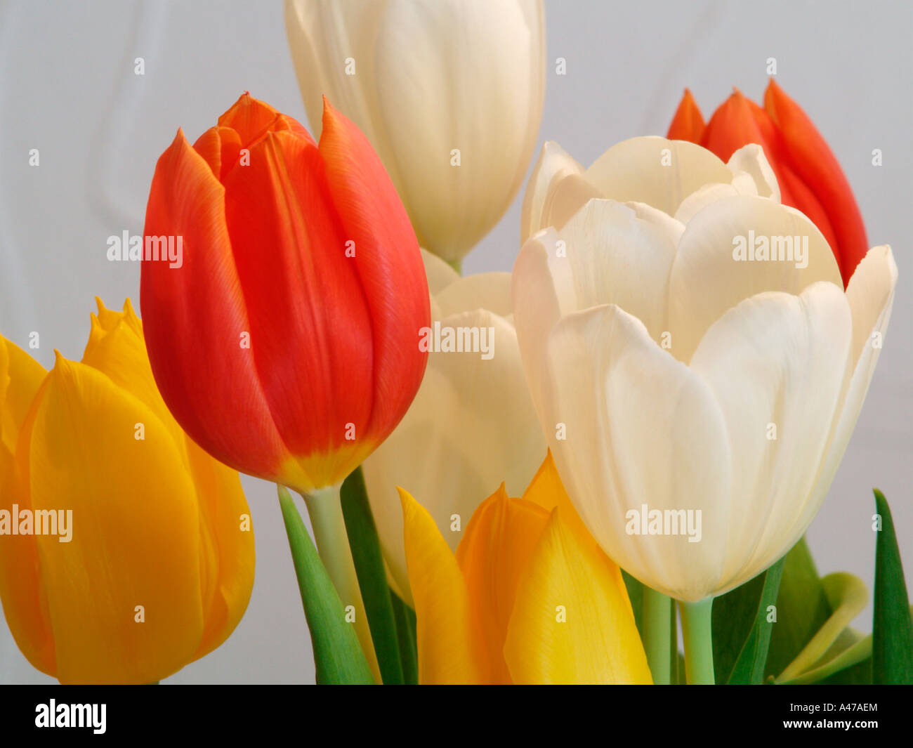 Tulip Bouquet, Tulpen Strauß Stock Photo - Alamy