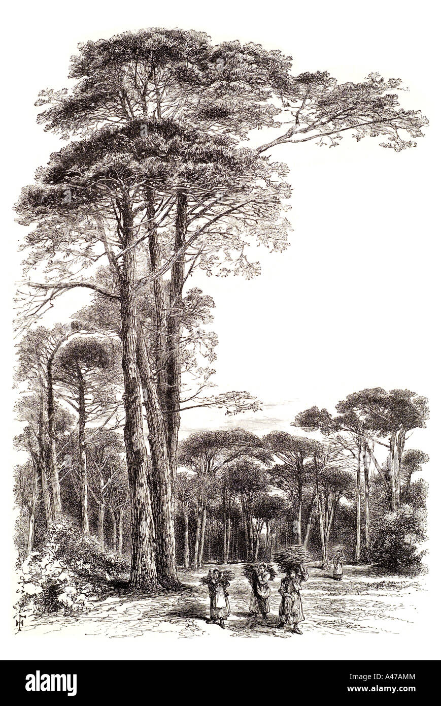 Ravenna Emilia Romagna Italy Italia Italian Veneto square park forest ...