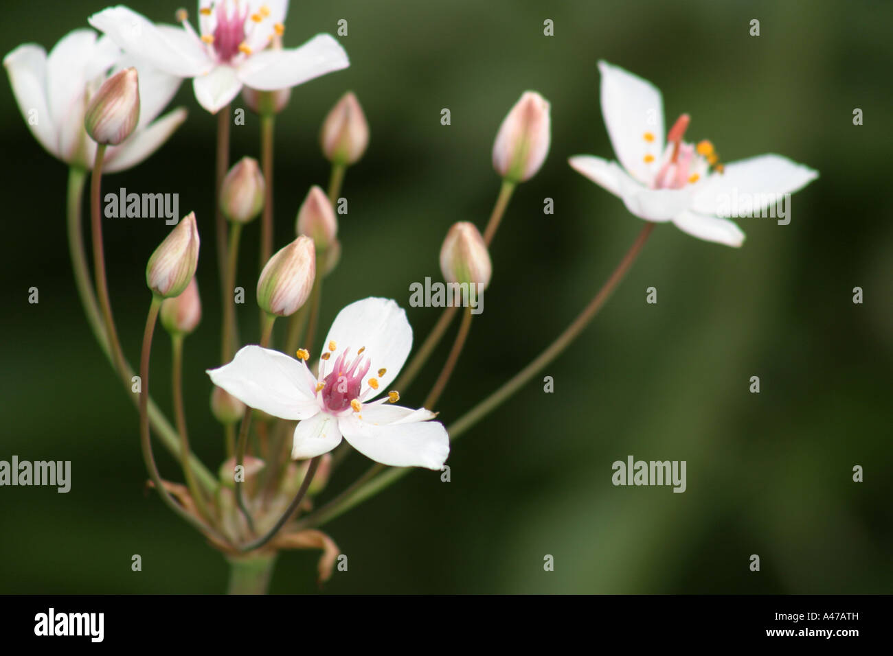 Flowering Rush (Butomus umbellatus Stock Photo - Alamy