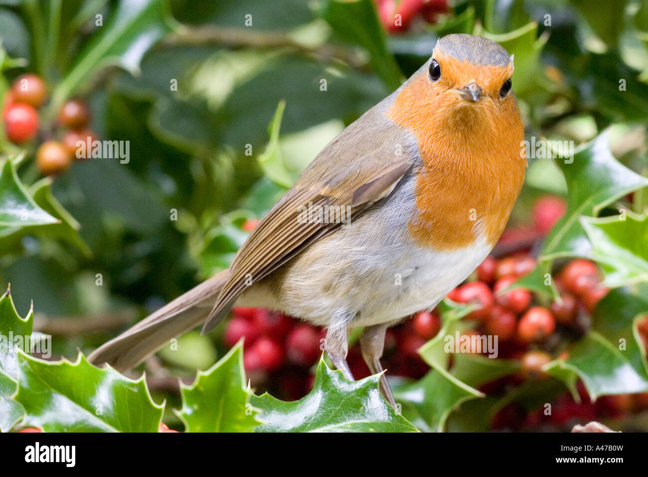 Robin Holly Background Stock Photo - Alamy
