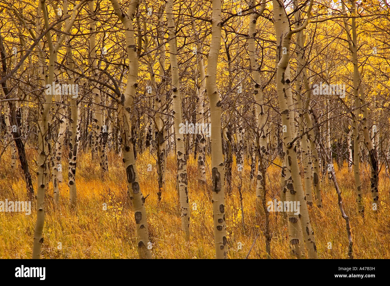 Grove of jumbled aspen trees displaying fall colors in Central Colorado ...