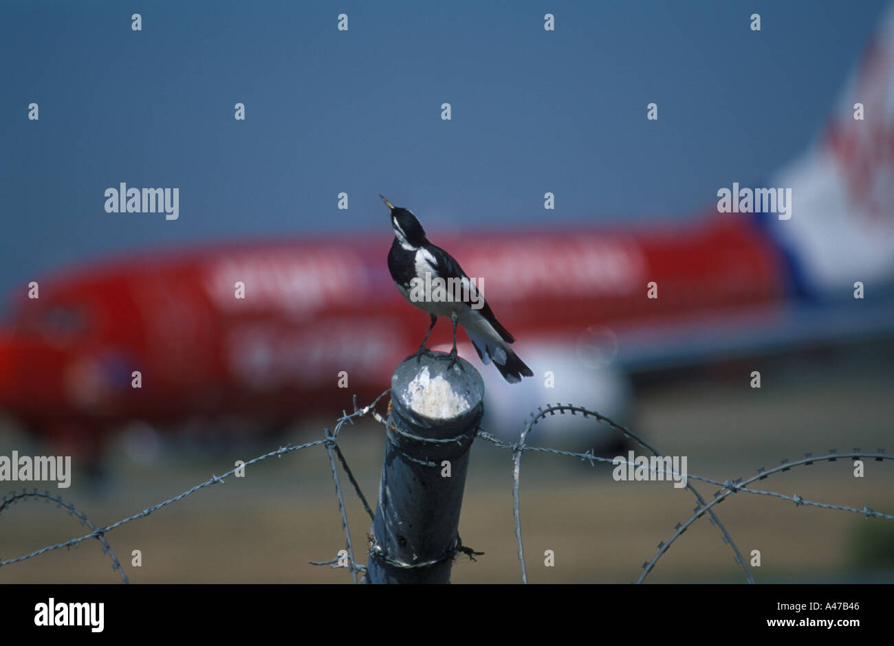 Birdstrike hi-res stock photography and images - Alamy