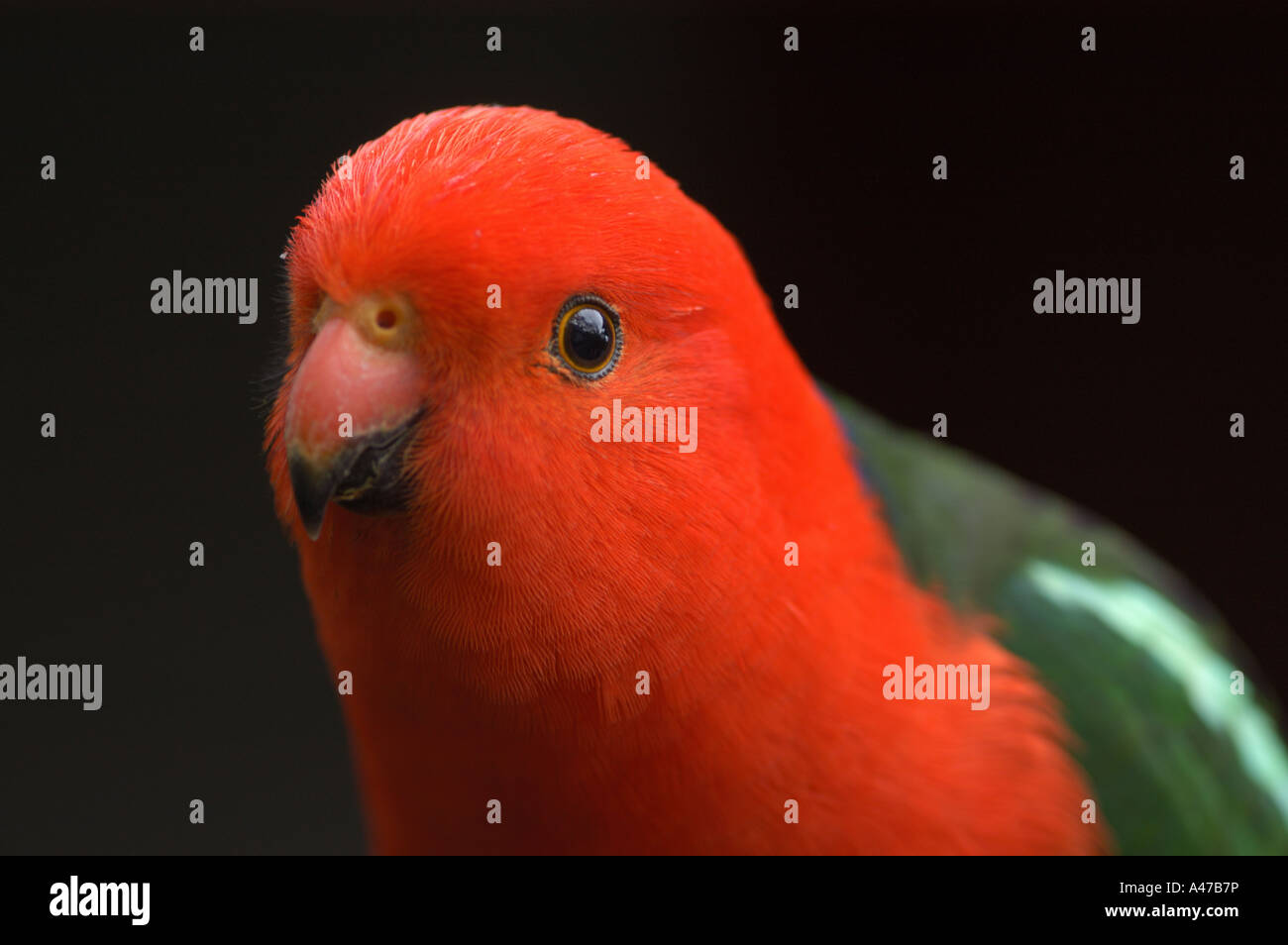 Male king parrot victoria hi-res stock photography and images - Alamy