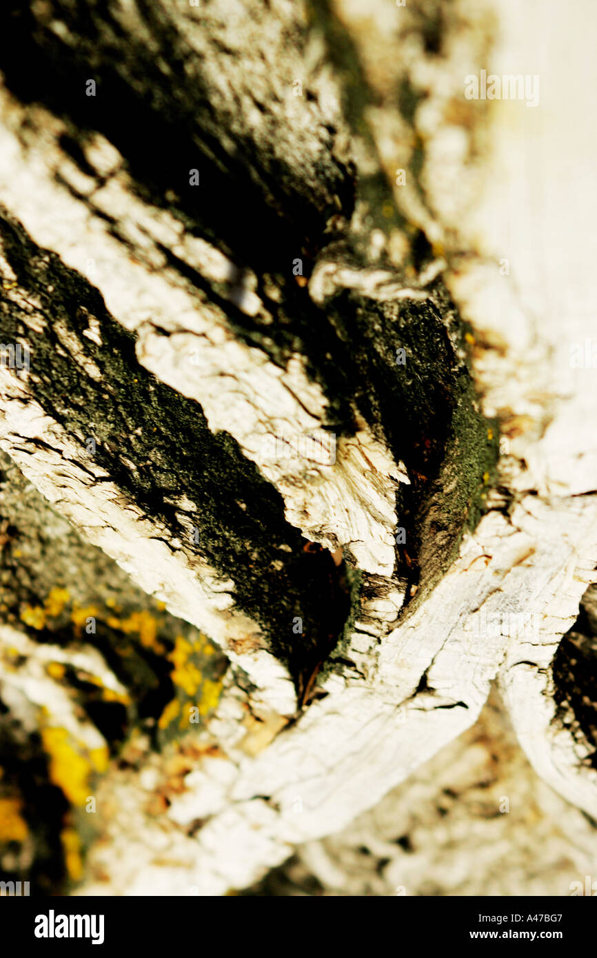 Closeup of bark Stock Photo - Alamy