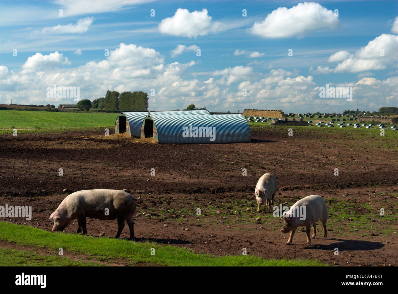 Pigs in a field Stock Photo - Alamy