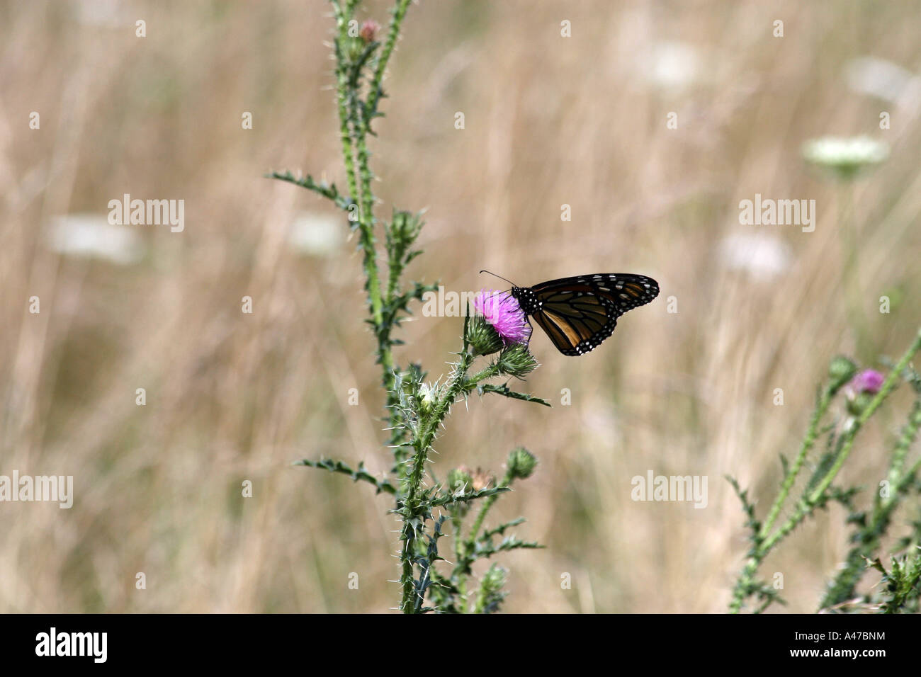 Flat brown butterfly hi-res stock photography and images - Alamy