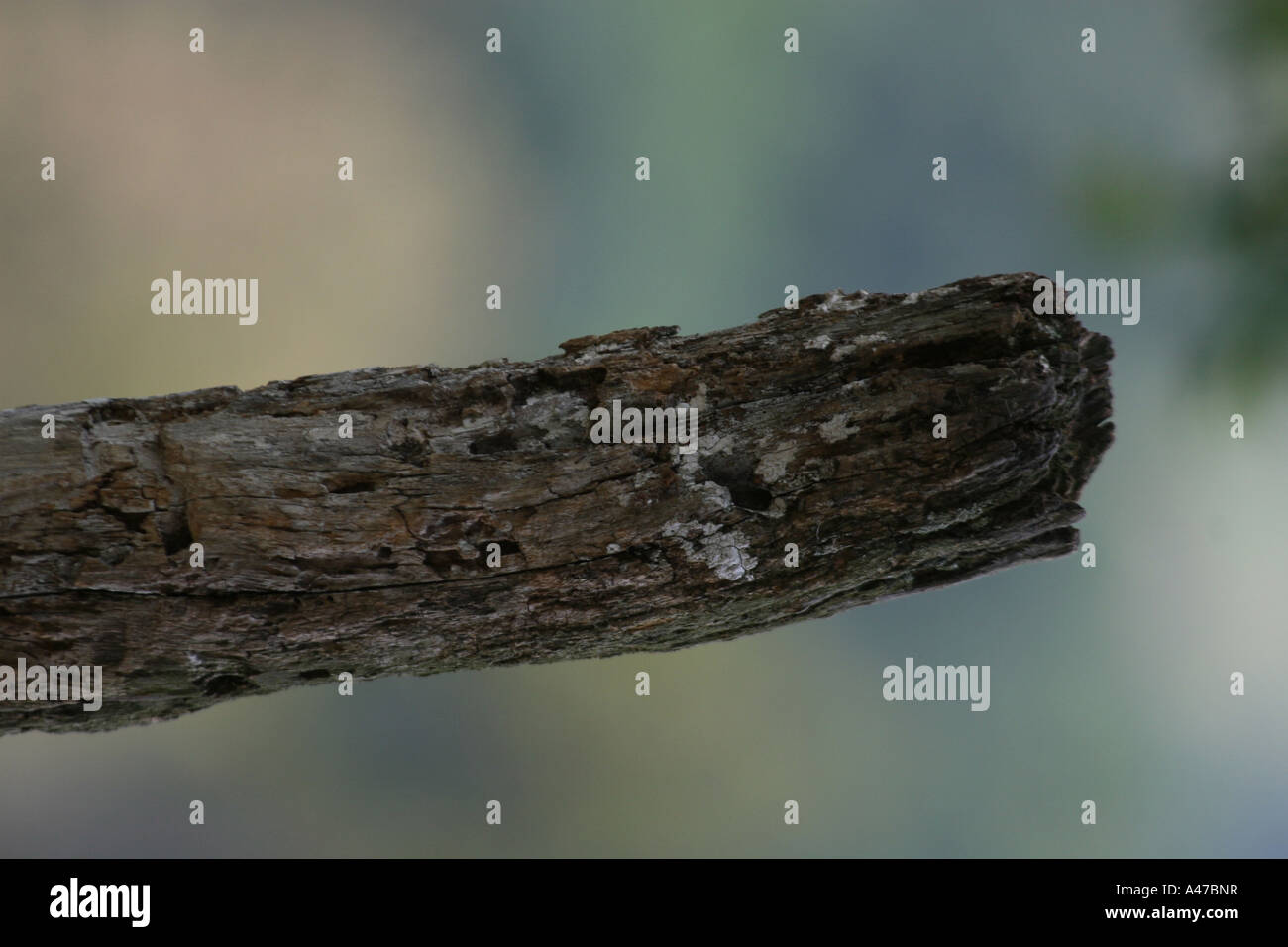 End of stick hi-res stock photography and images - Alamy