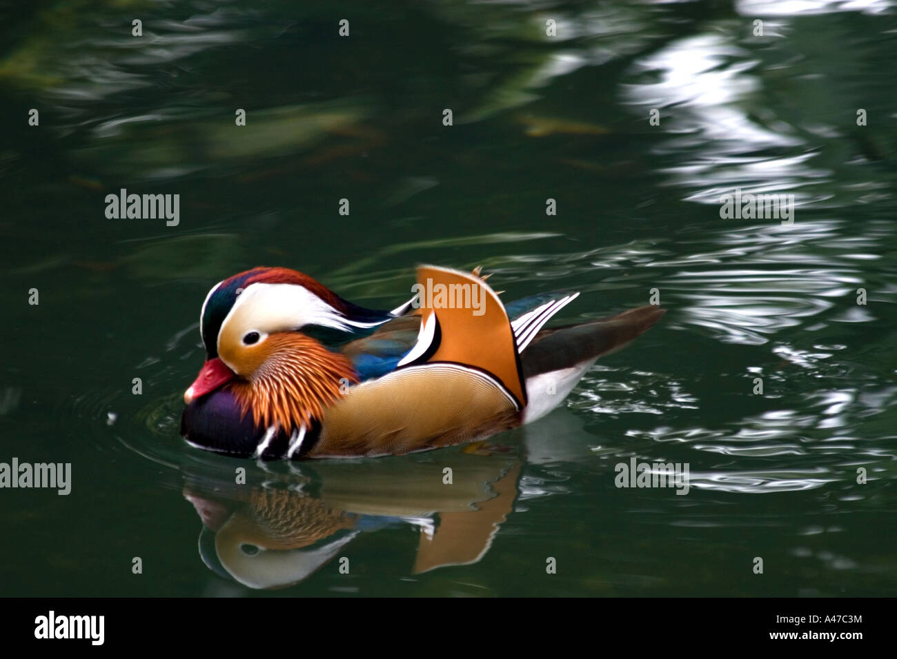 Baby mandarin duck hi-res stock photography and images - Alamy