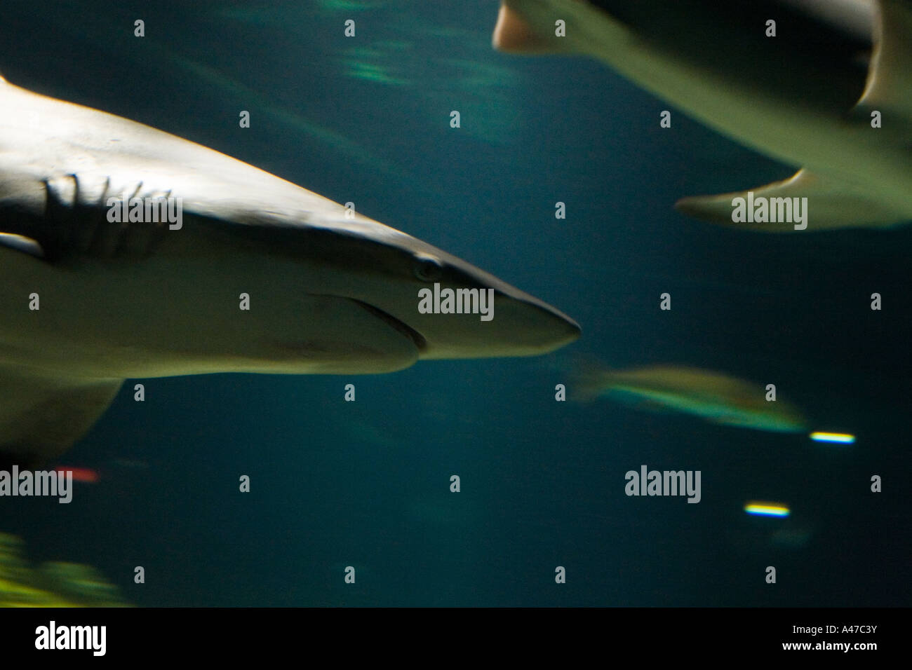 Sharks Swimming in Tank at Sea World in Orlando, Florida, USA Stock ...
