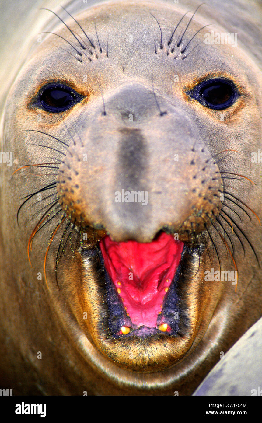 Seal tongue wildlife hi-res stock photography and images - Alamy