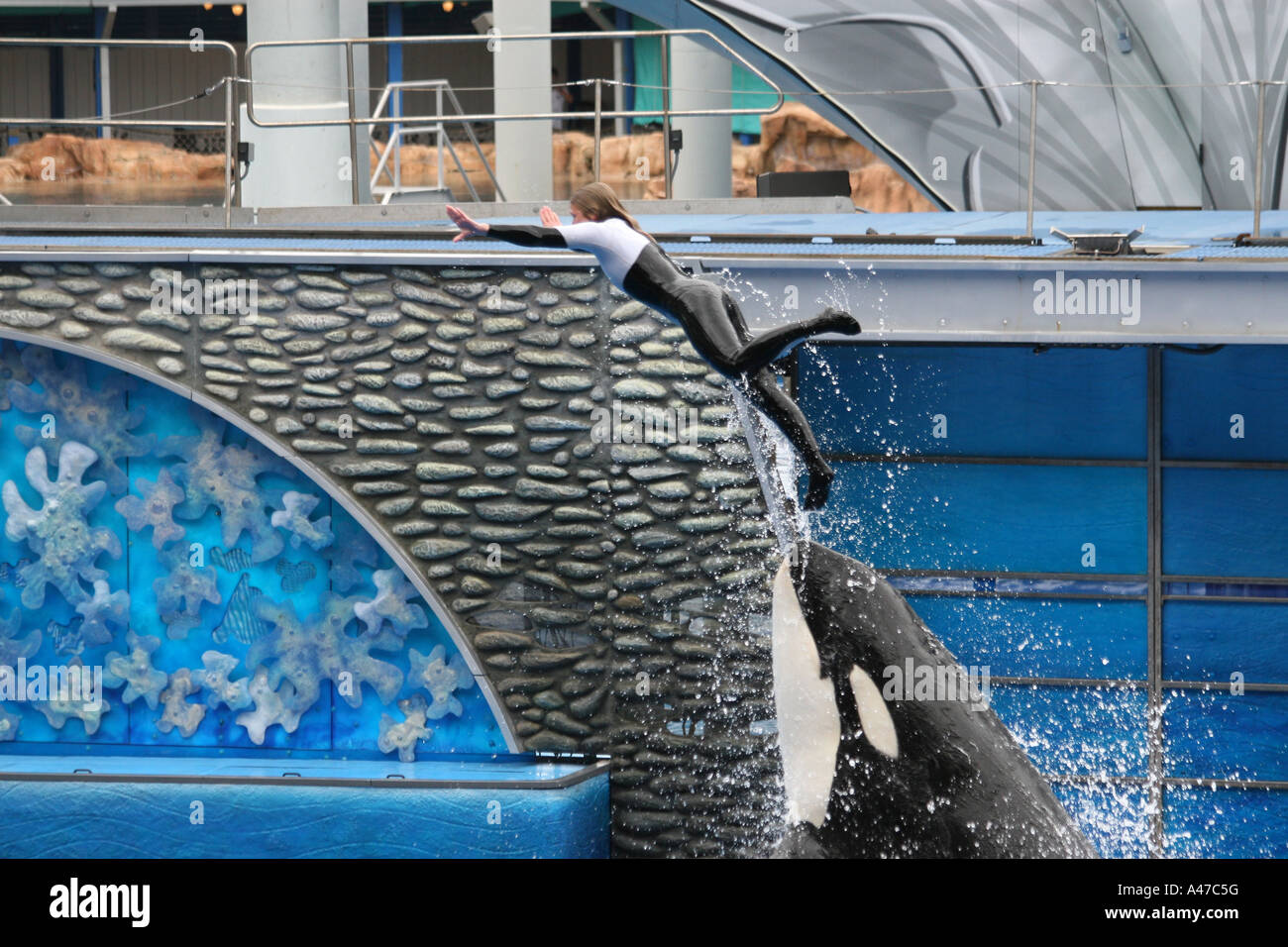 Shamu the Killer Whale Launching a Trainer from its Nose Stock Photo ...