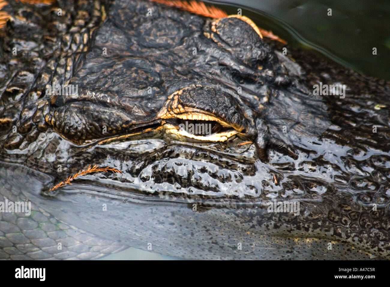 Close Up of the Head of an Alligator Stock Photo - Alamy