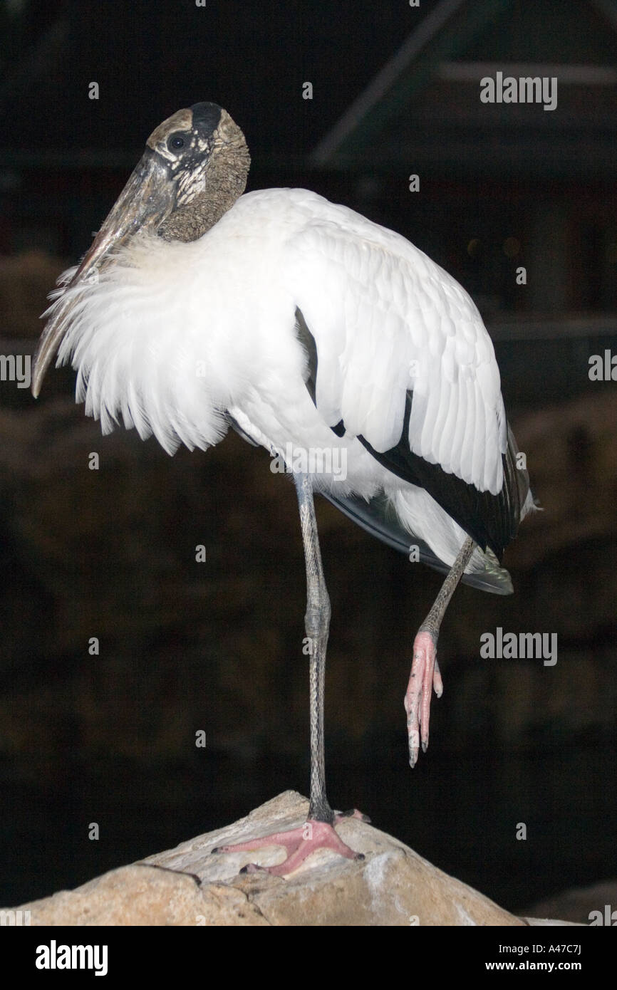 Stork standing on one leg hi-res stock photography and images - Alamy