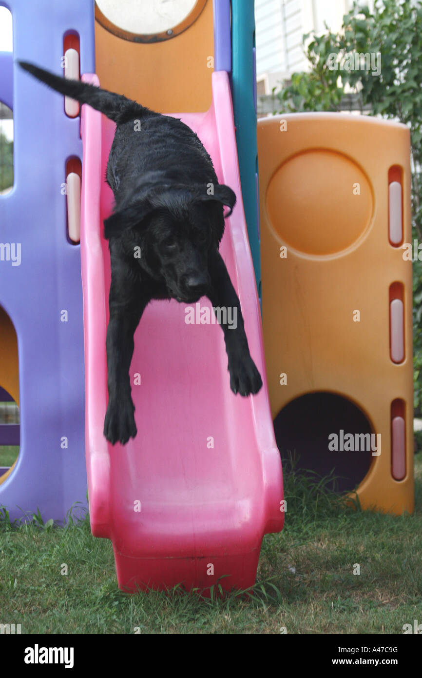 Big, Black Dog Sliding Down a Children's Slide Stock Photo - Alamy