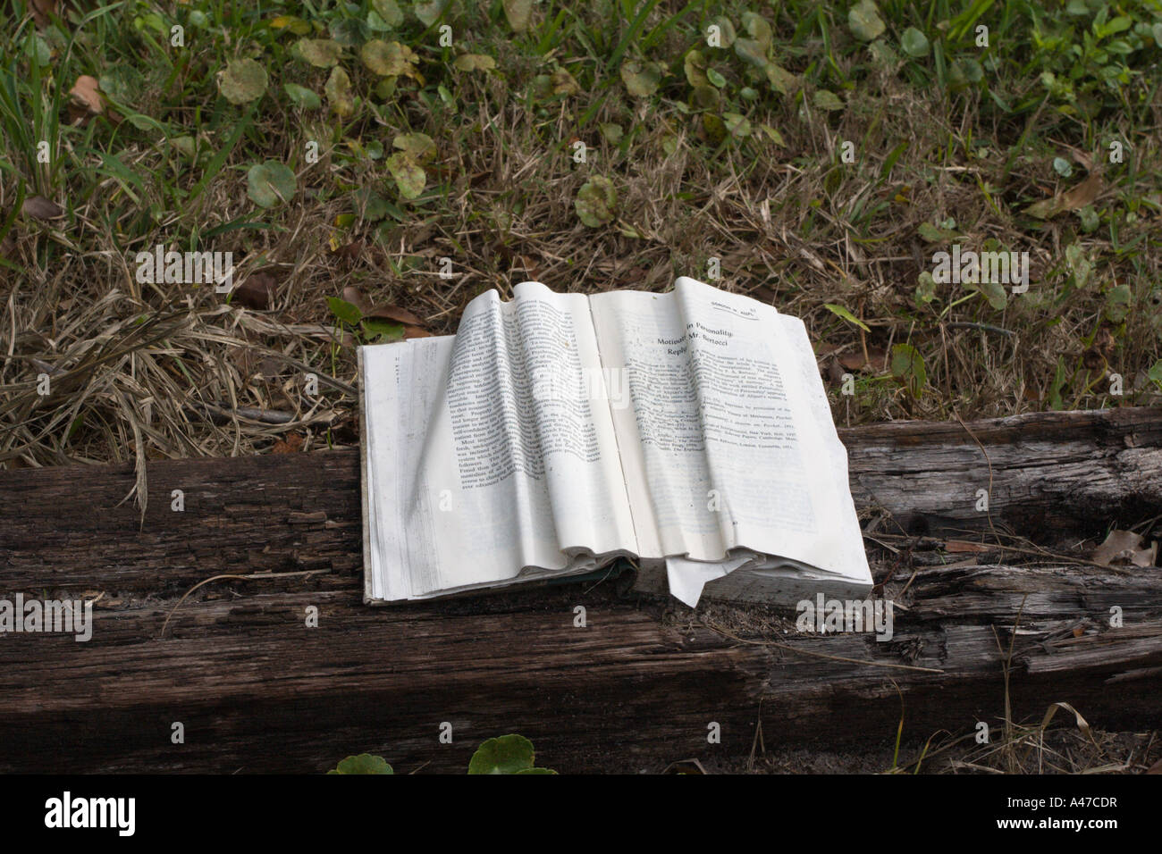 Open Book on a Fallen Tree Stock Photo - Alamy