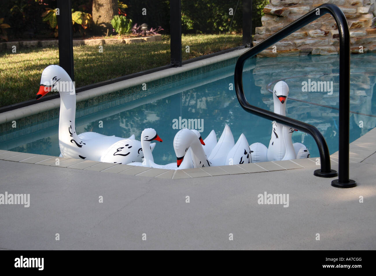 Pool Full of Blow Up Ducks and Geese Stock Photo - Alamy