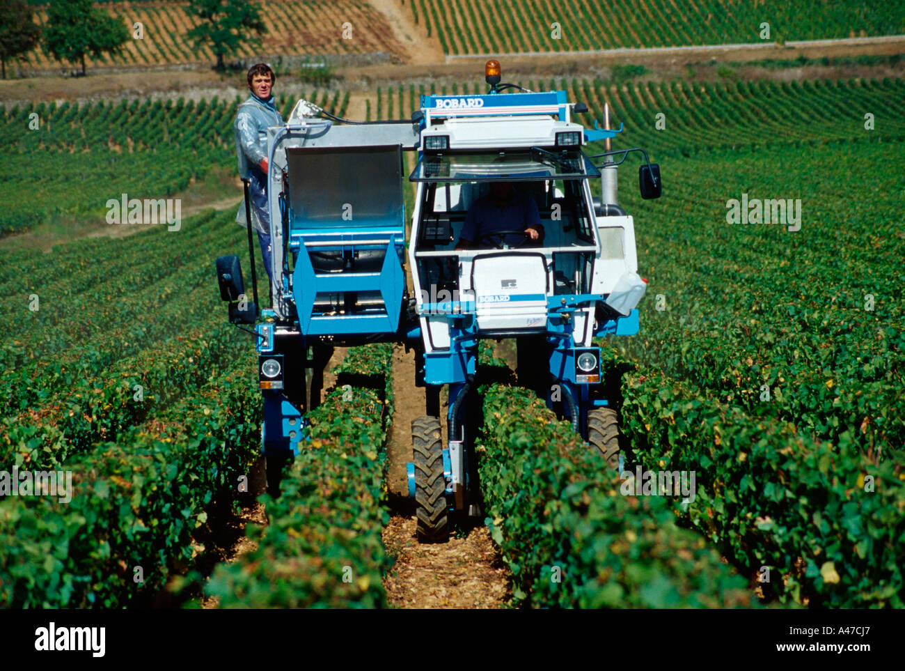 Cut vines hi-res stock photography and images - Alamy