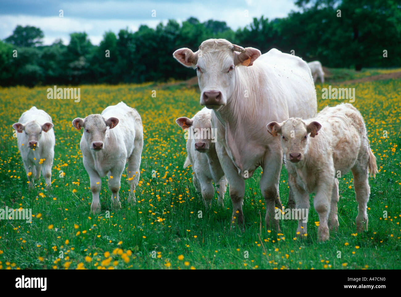 Adult charolais cow hi-res stock photography and images - Alamy