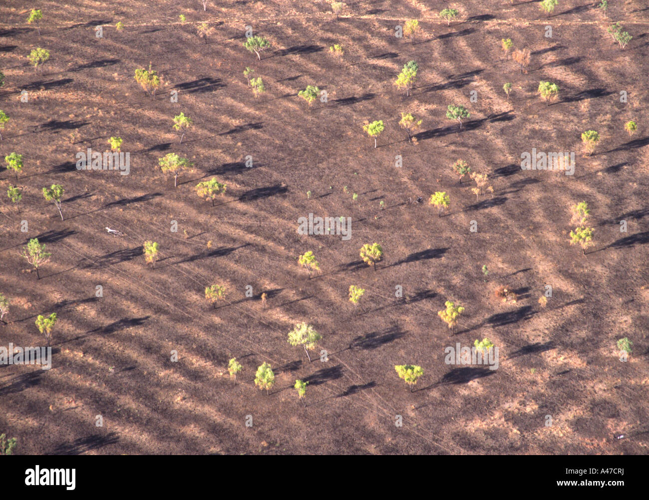 Outback Trees, West Australia II Stock Photo - Alamy