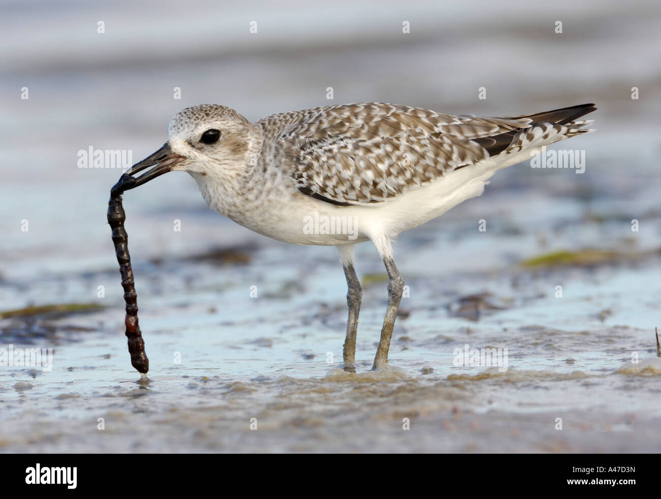 Black bellied Plover with prey on the beach at Fort DeSoto Park Tierra ...