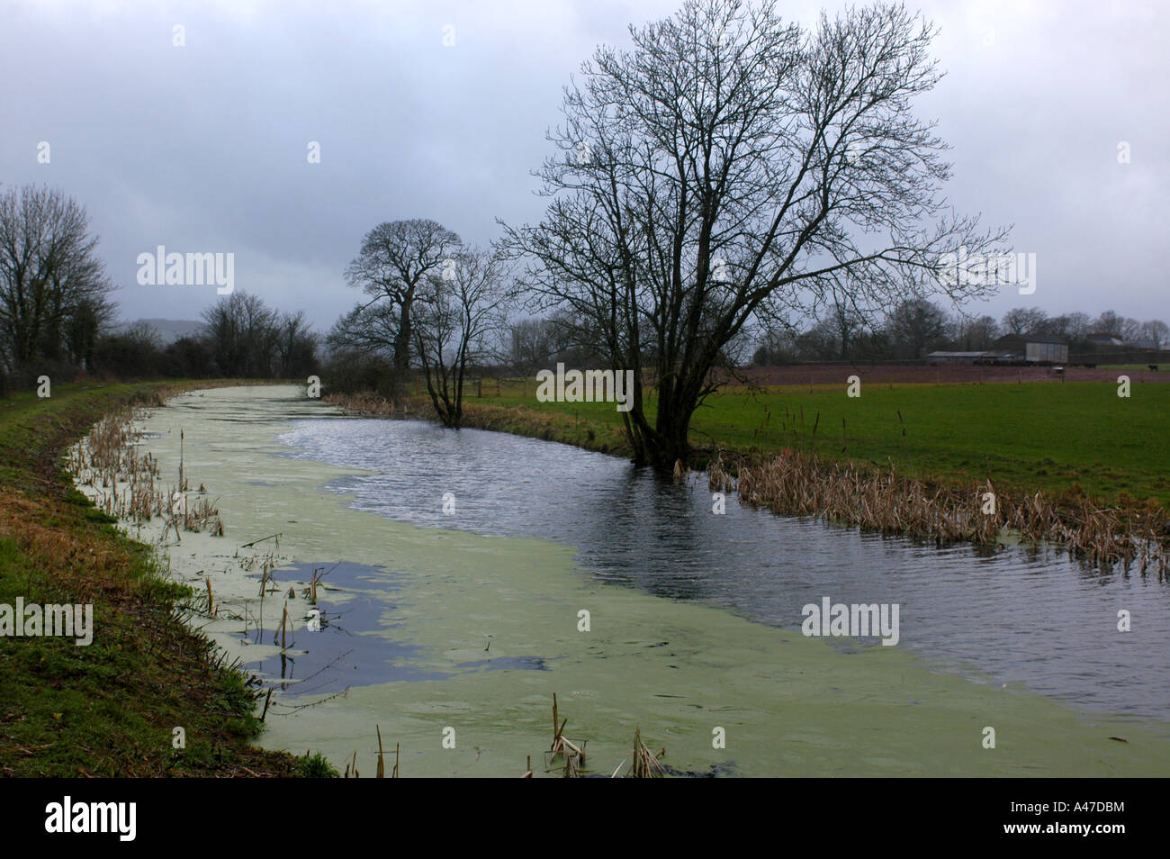 Blue green algae on the Grand Western Canal near Halberton Stock Photo ...