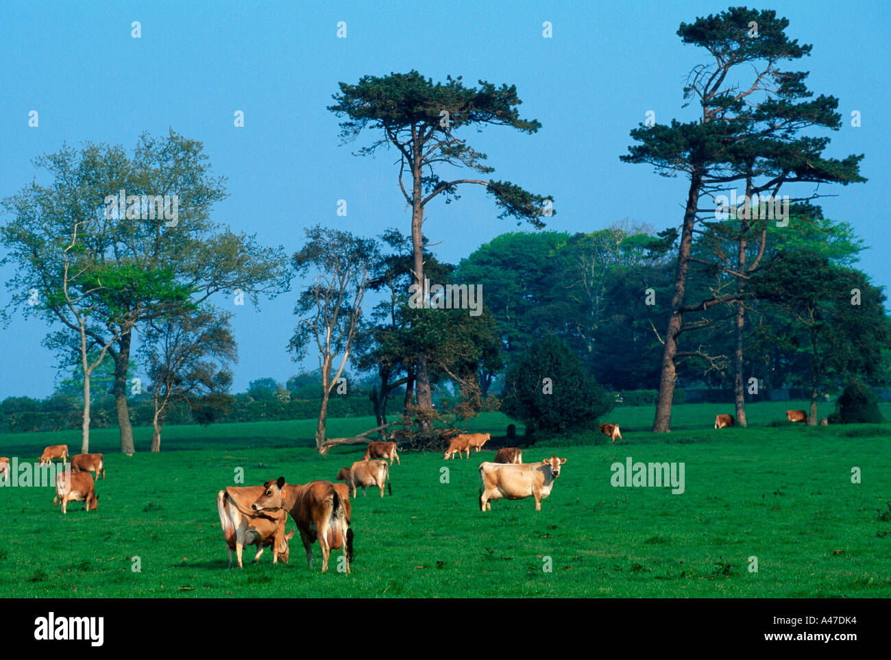 Jersey cattle farm channel islands hi-res stock photography and images ...