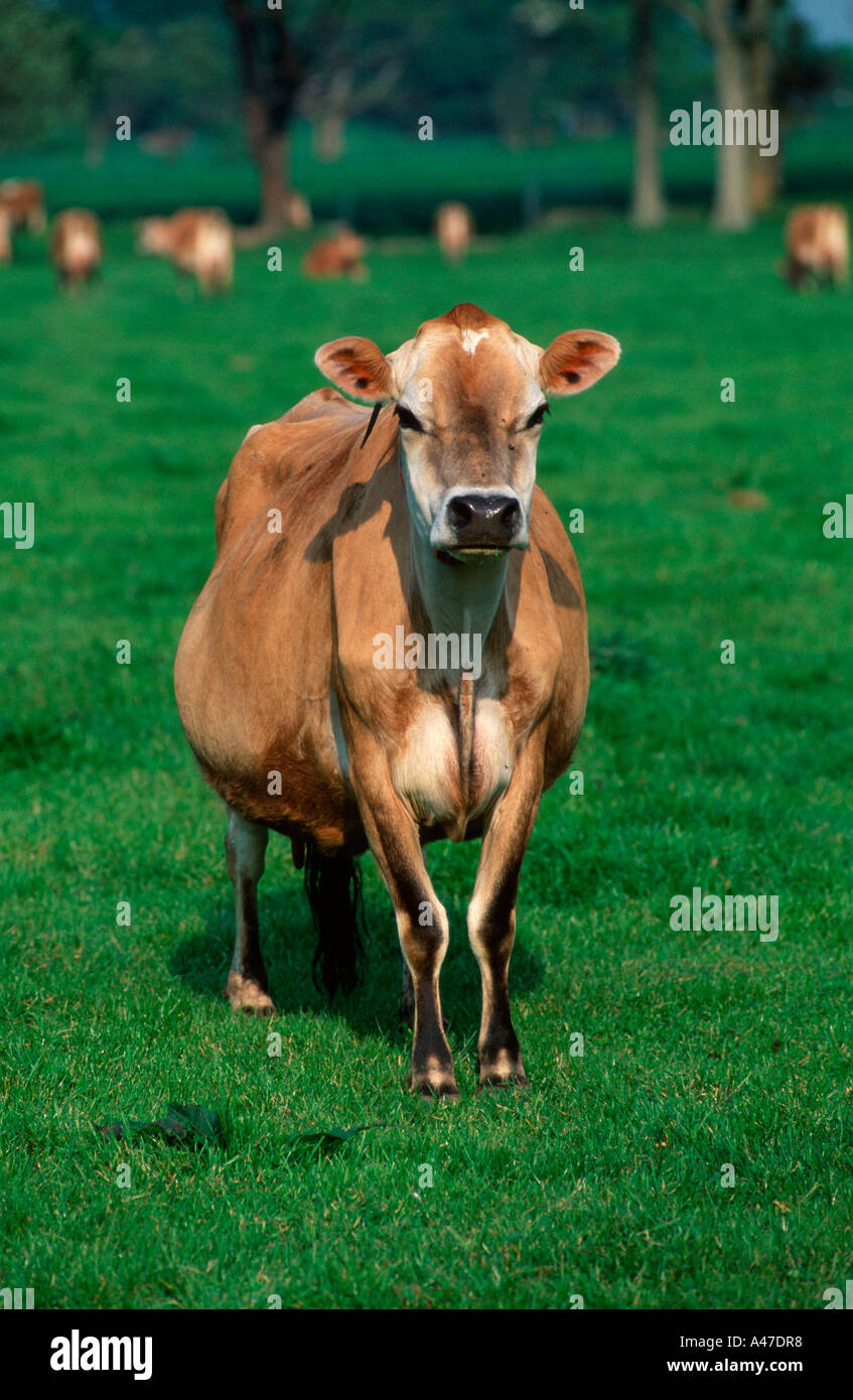 Jersey cattle farm channel islands hi-res stock photography and images ...