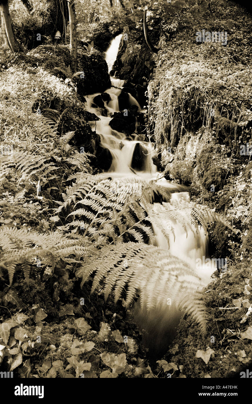 fast running stream with fern, Luxulyan Valley, Cornwall, UK Stock ...