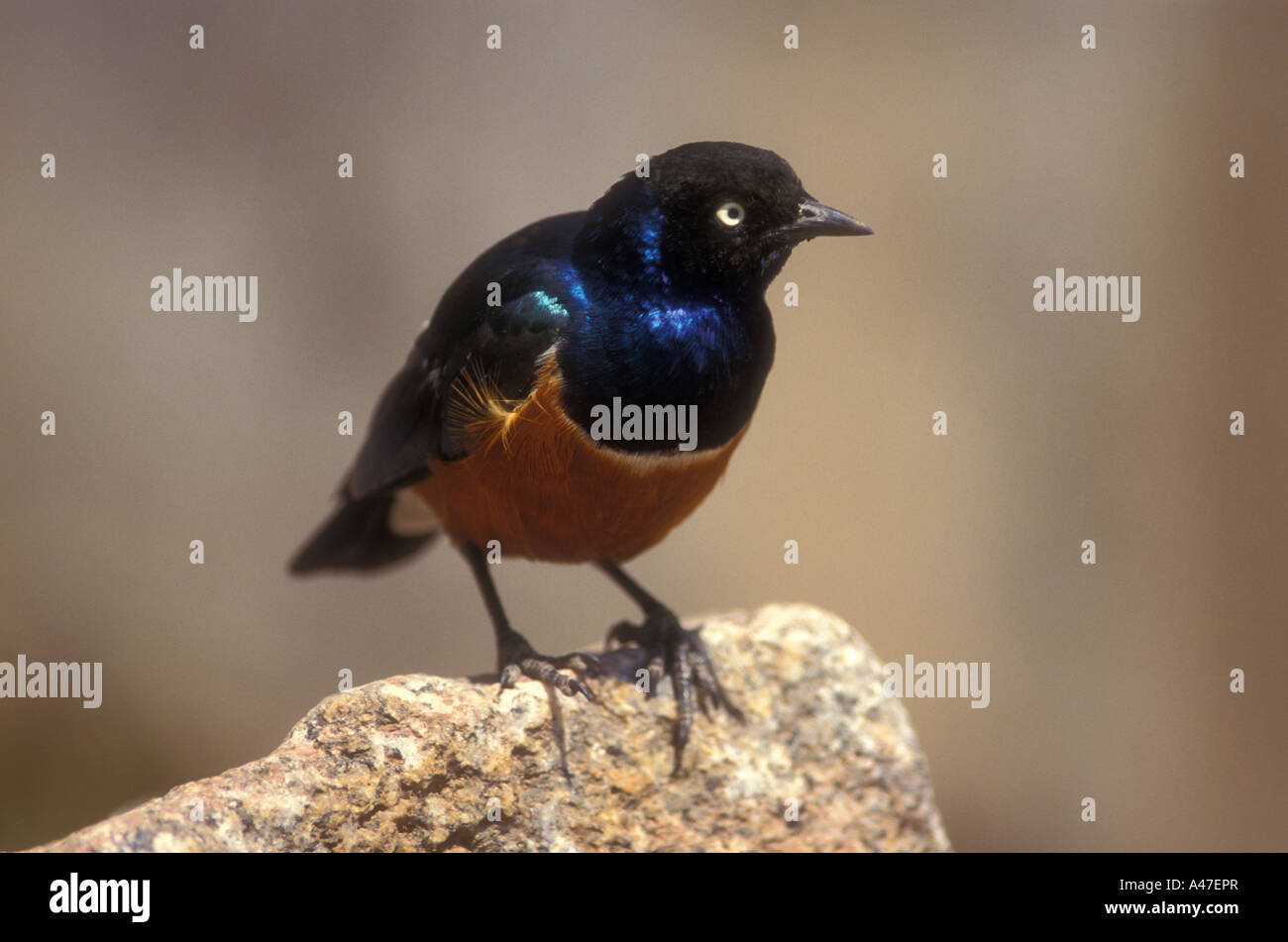 Superb starling hi-res stock photography and images - Alamy