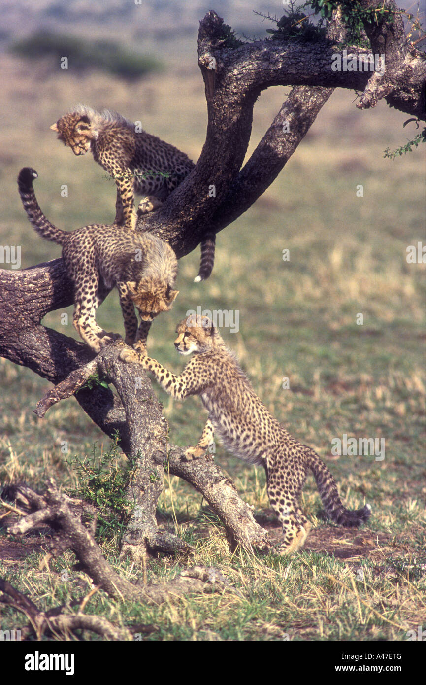 Three young cheetah cubs playing climbing a tree Masai Mara National ...