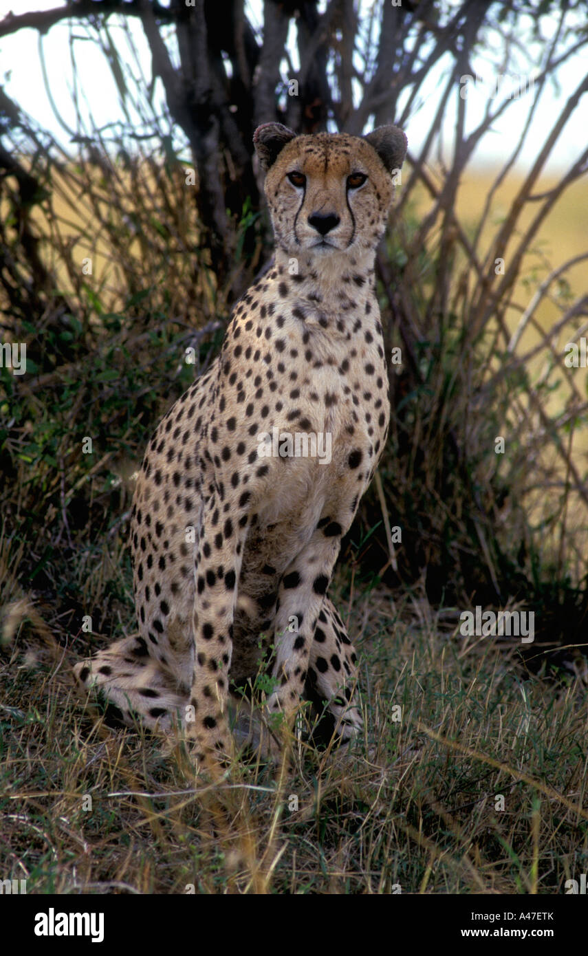 Haunches in hi-res stock photography and images - Alamy