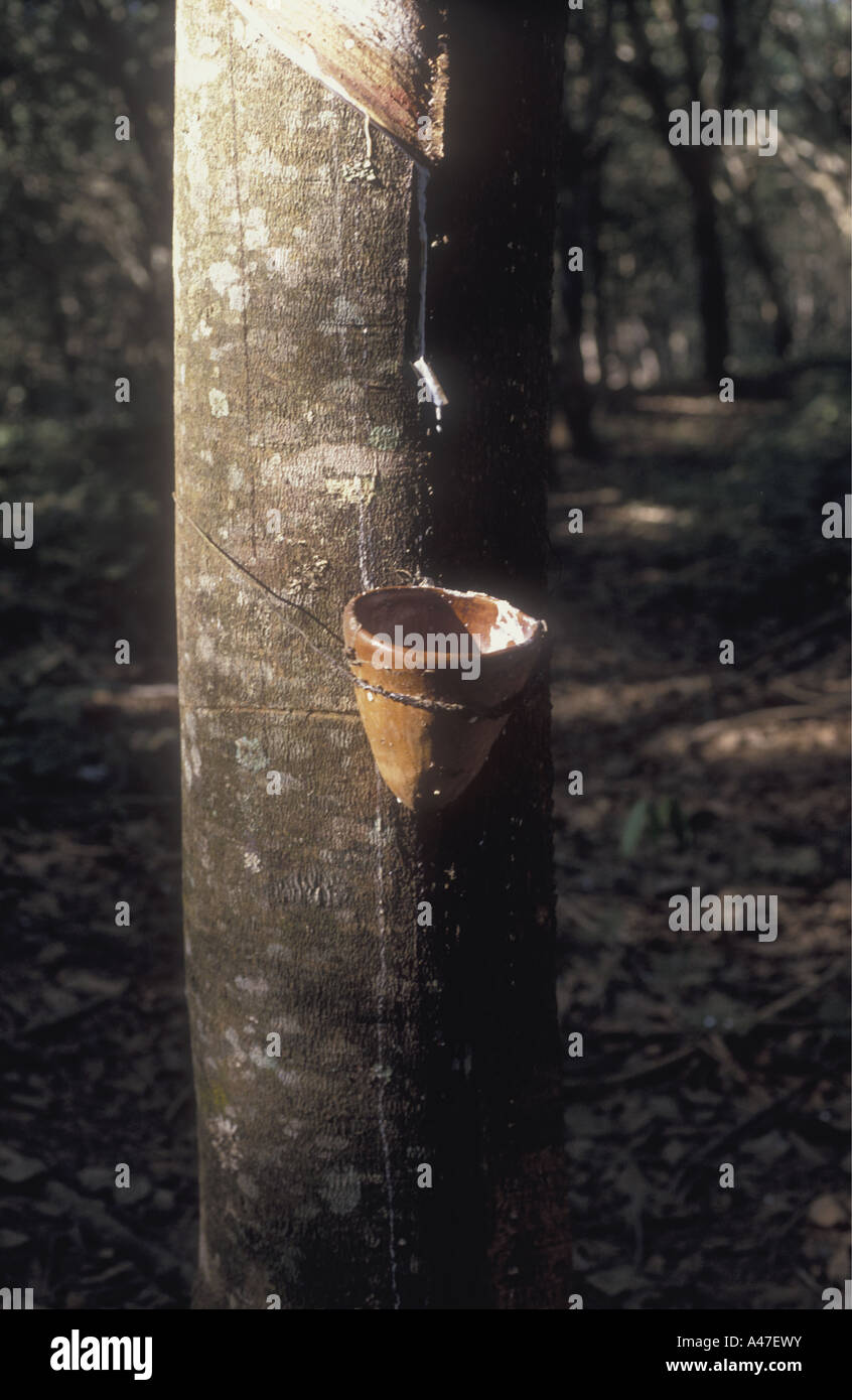 Rubber tapping Nkhata Bay Malawi Stock Photo - Alamy