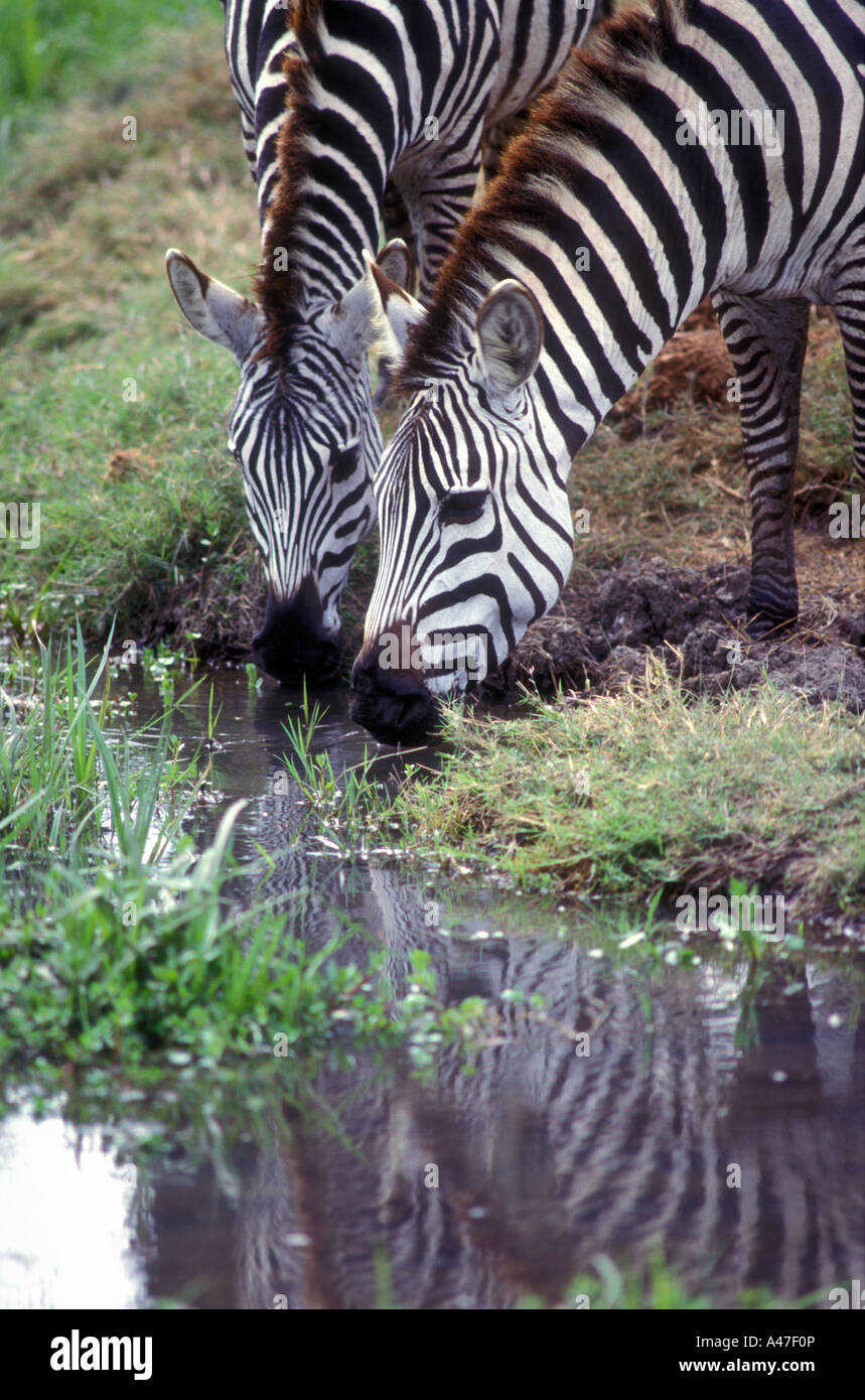 Two Common Zebra drinking at a pool in the Ngorongoro Crater Tanzania ...