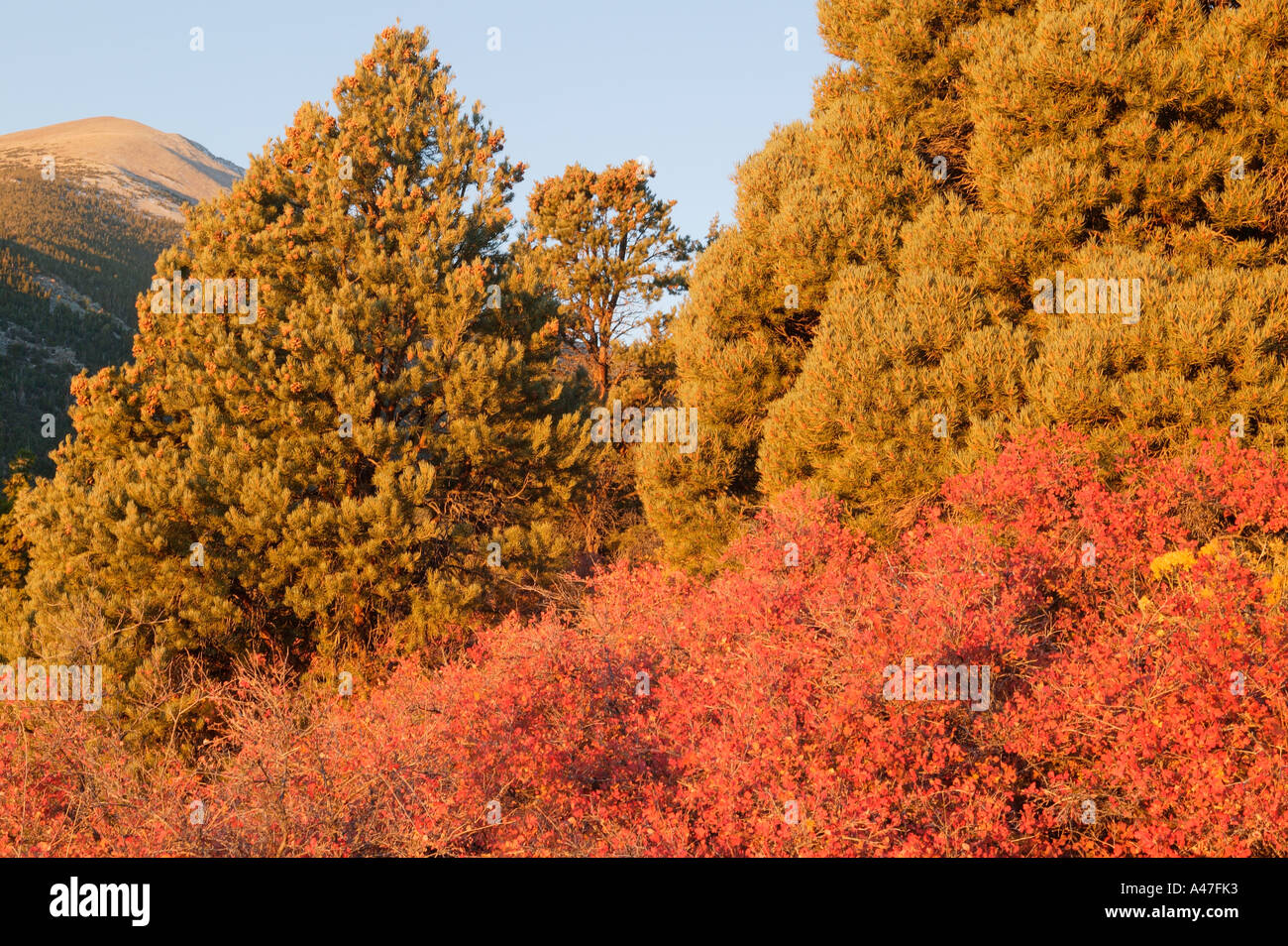 Fall colors Great Basin National Park Nevada Stock Photo - Alamy