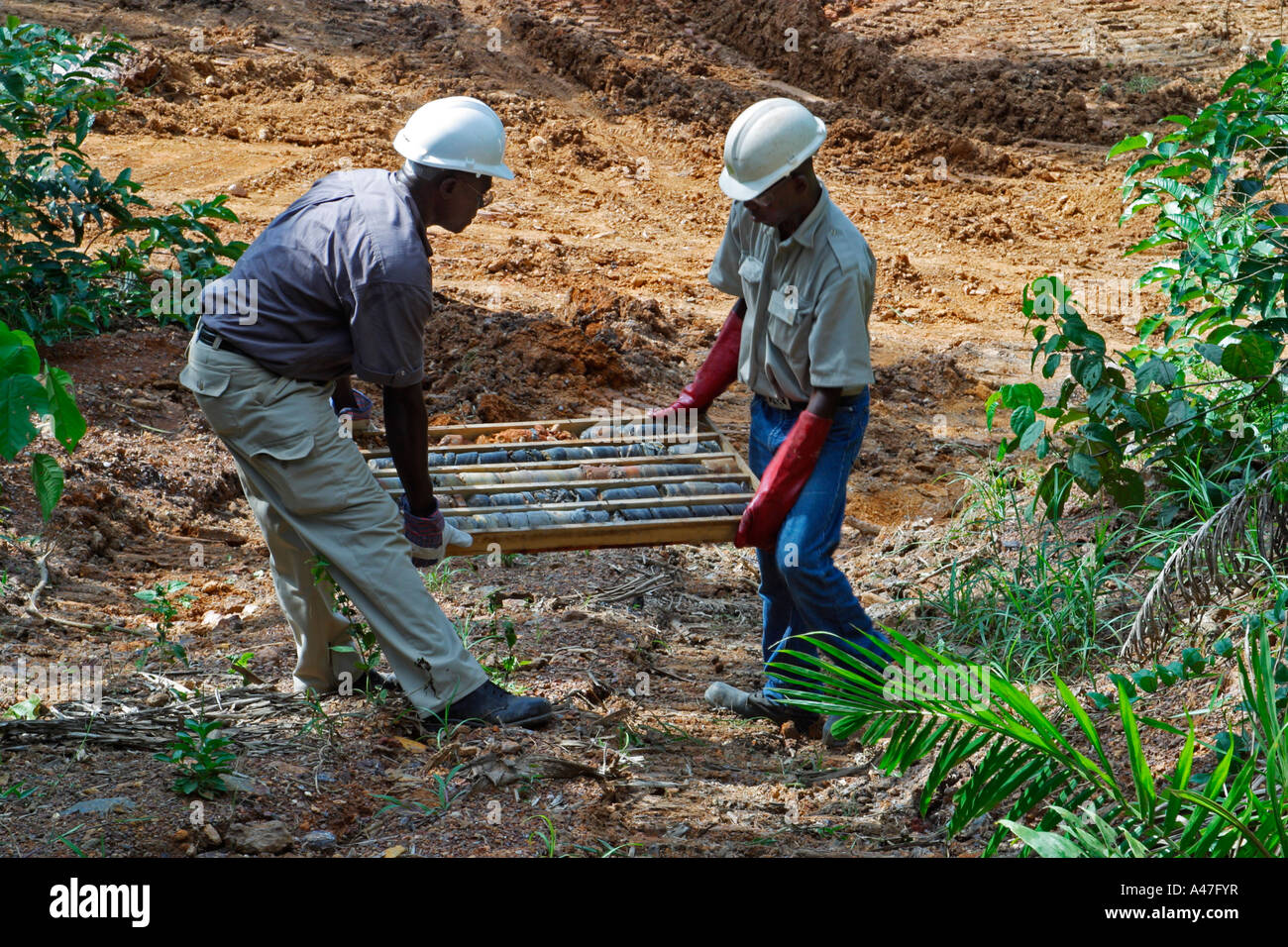 Geologists in bush lifting tray of core samples from exploration ...
