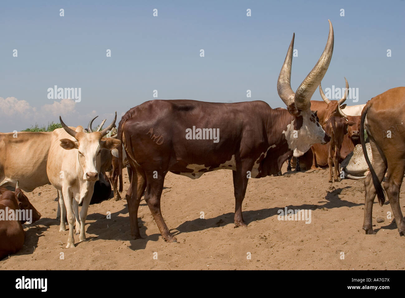 Herd of cattle on the shore of Lake Albert, Northern Uganda, East ...